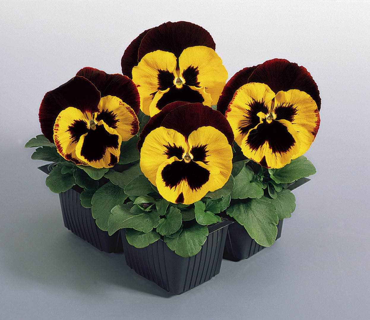 Viola wittrockiana F1 Inspire Yellow Red Wing | ES 275 | EJ-V735.1