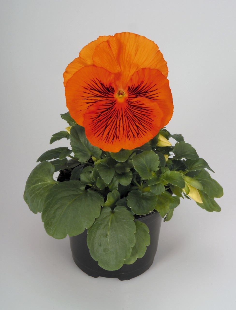 Viola wittrockiana F1 Cats Orange | ES 275 | EJ-V953.1