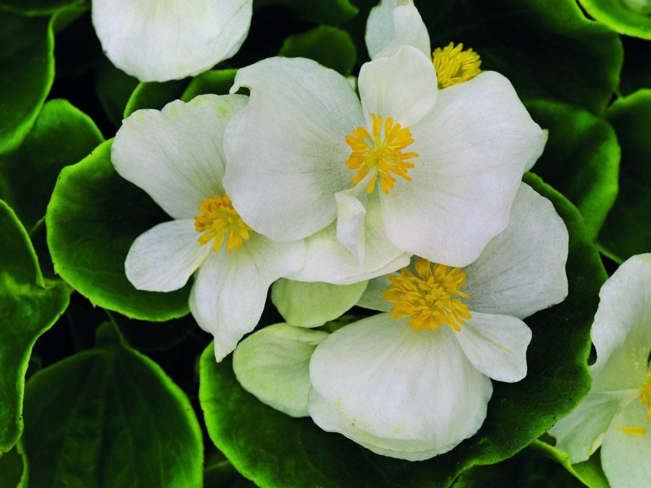 Begonia semperflorens F1 Sprint Plus White | EJ-B163.1